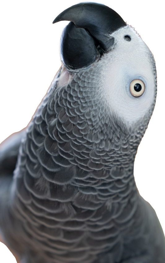 Press – Apollo and Frens